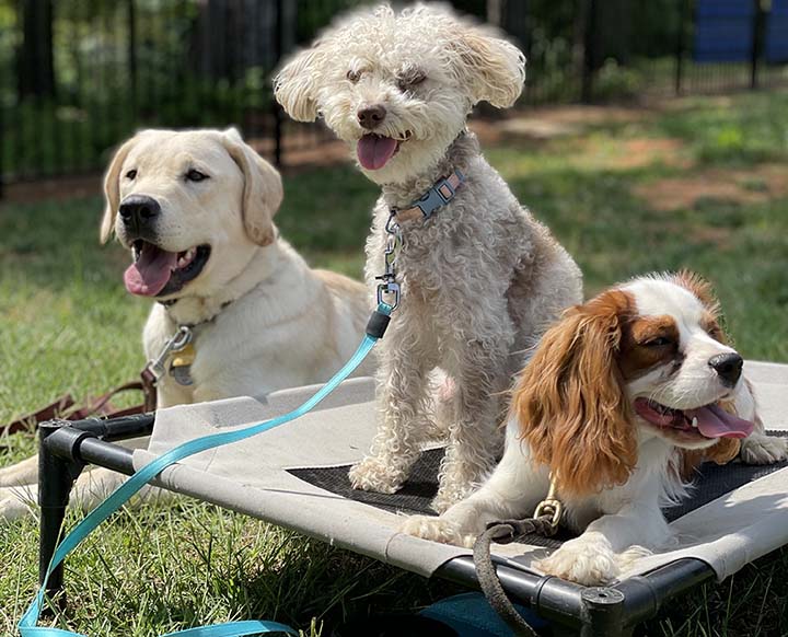 Why Private Dog Training is worth the investment